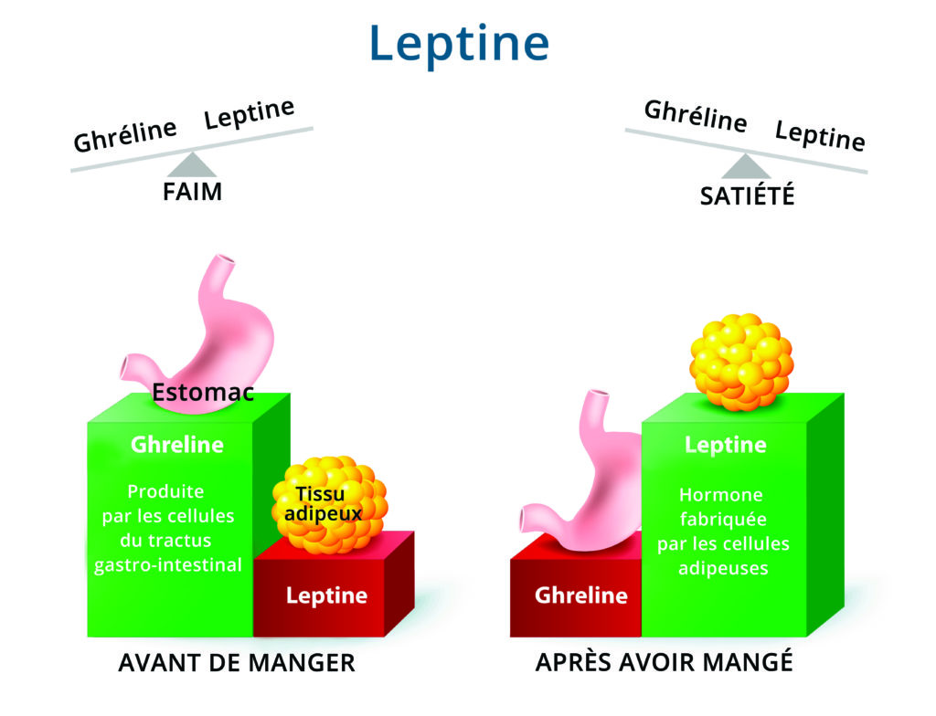 A quoi sert la leptine, l'hormone de la satiété ? - CalculerSonIMC